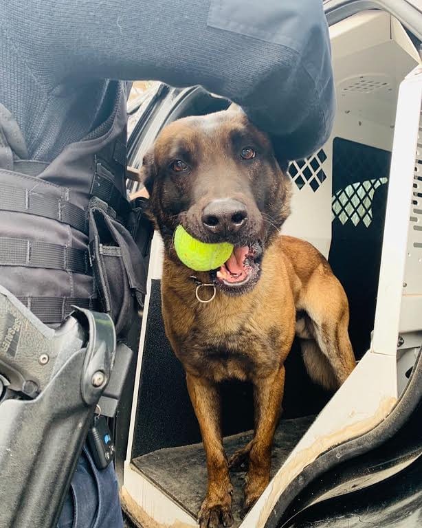 K9 Spotlight | Central Indiana K9 Association